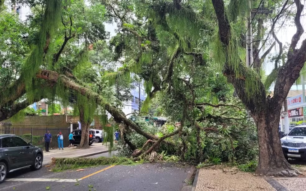 Trecho da Avenida Sete de Setembro é bloqueado após queda de árvore ...